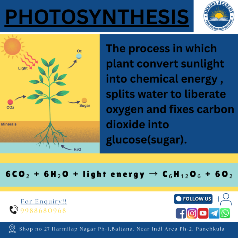 Photosynthesis in Plants: Definition, Process & Equation